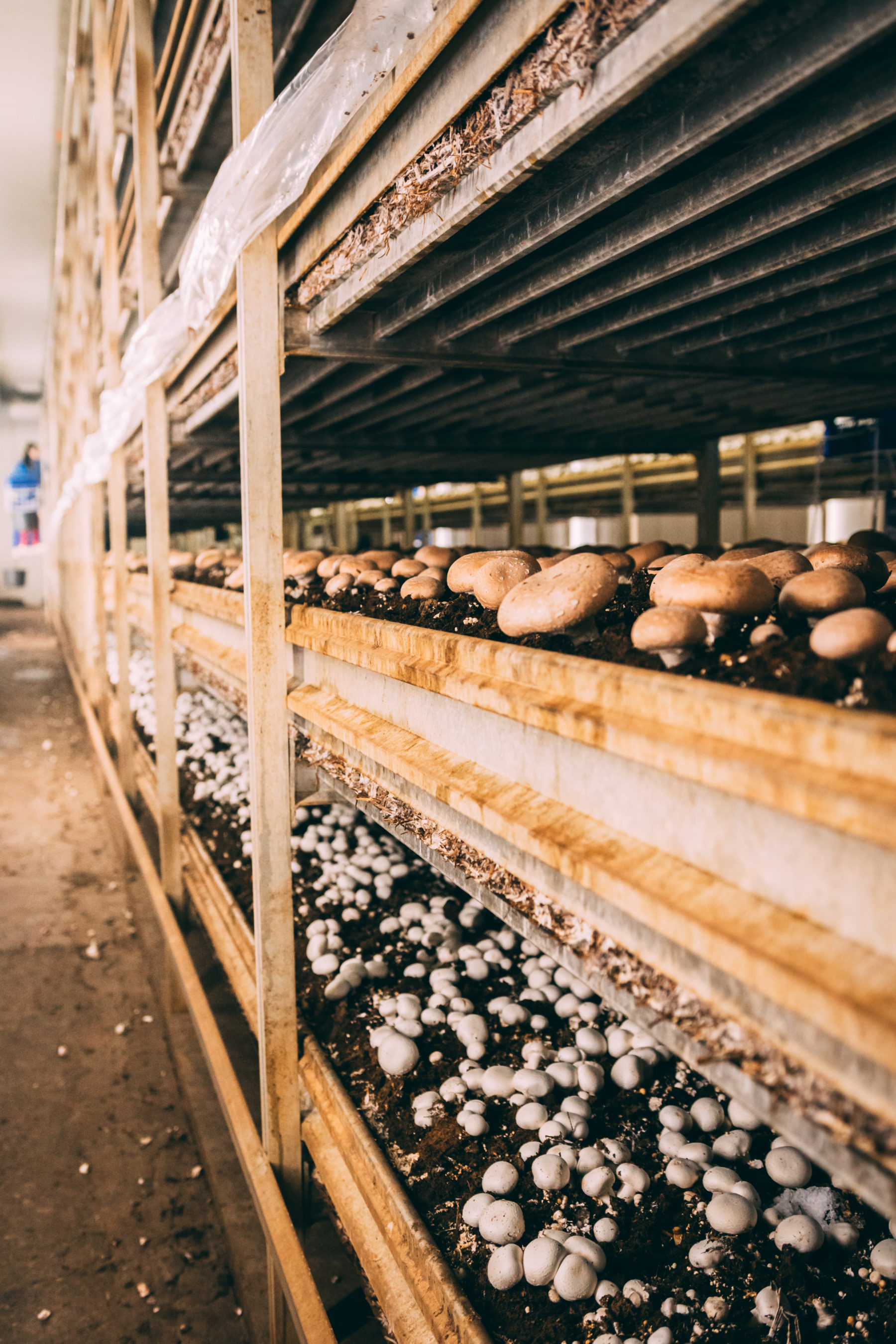 How it Works | PikAssist, Mushroom Farming Equipment